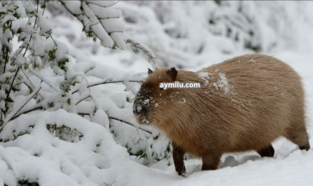 Capybara dan teman" Hewan Super Santuy yang Bikin Gemas! - Informasi ...